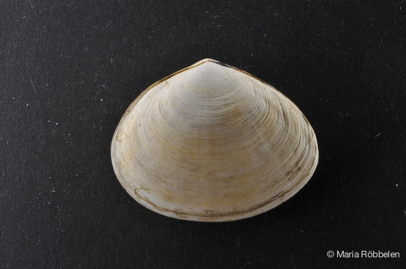 Pfeffermuschel – Naturschätze WHV