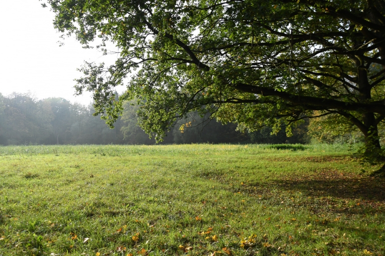 13 – Feuchtwiese mit Wald – Naturschätze WHV